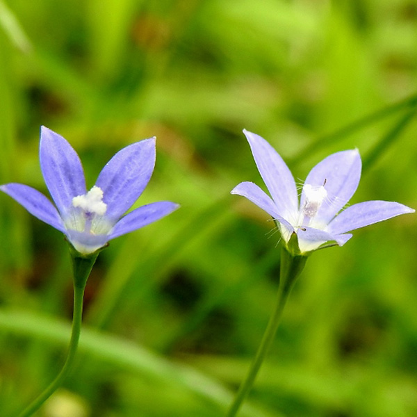 img_flowers | Murin-an: A Japanese Garden Masterpiece in Kyoto's ...